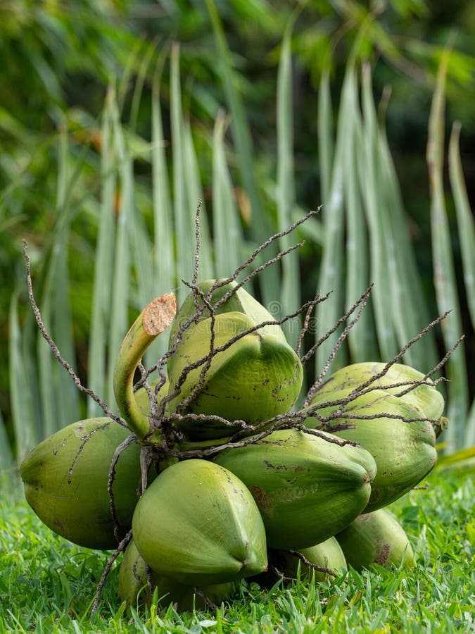 Fresh Green Samoan Coconuts in Sunlight on Grass Stock Photo - Image of ...