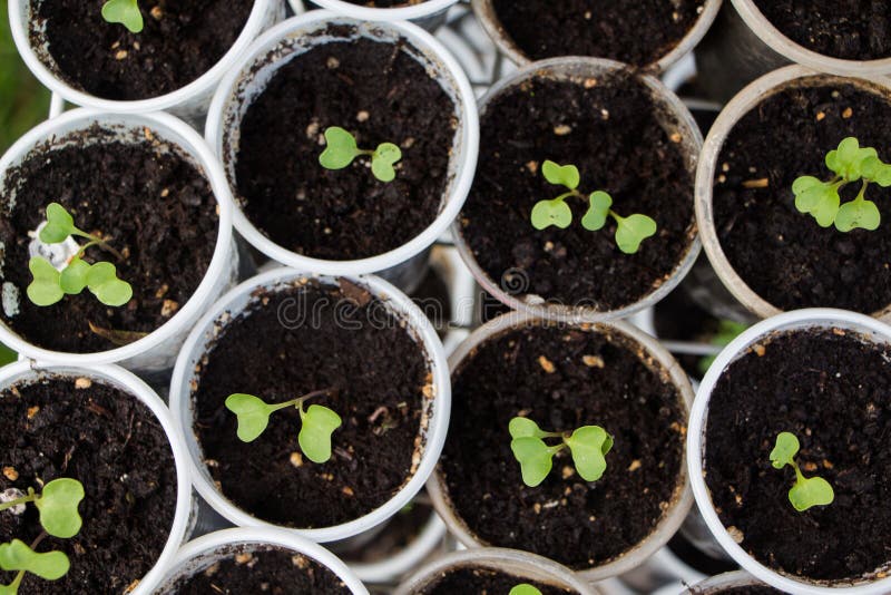 Fresh green seedlings stock photo. Image of earth, sprout - 129273178