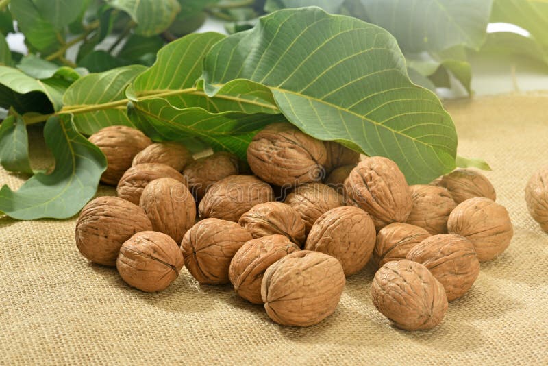 Walnuts and leaves stock photo. Image of chunks, dried - 121074246