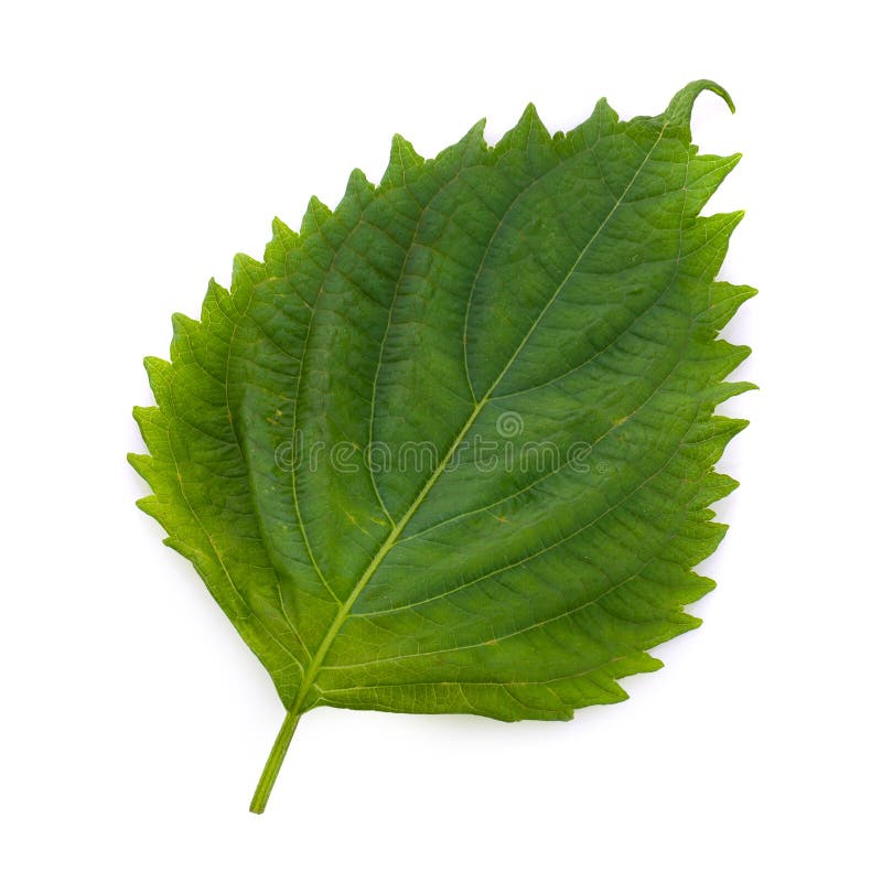 Fresh Green Shiso or Oba Leaf Isolated on a White Background Stock ...