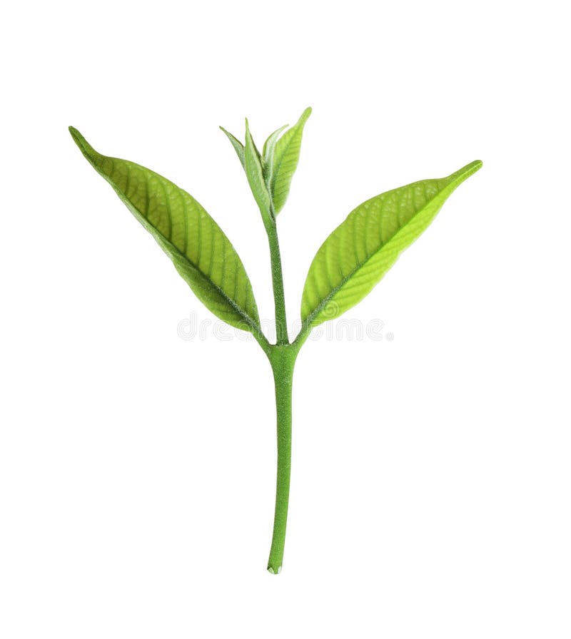 Fresh Green Small Plant Growth from Forest Stock Photo - Image of ...