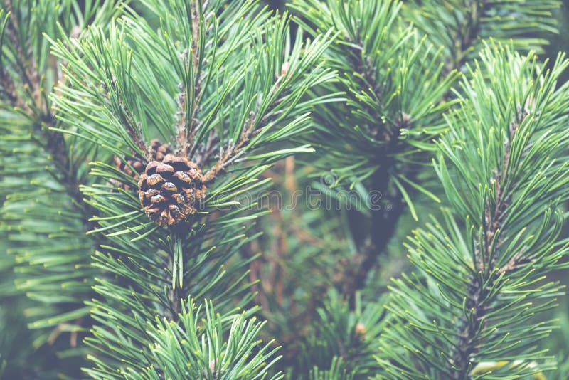 Fresh Green Soft Focus Close-up of Pine Tree Stock Image - Image of ...