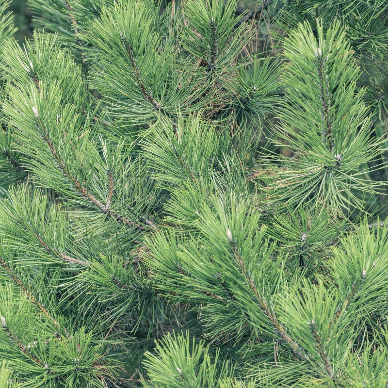 Fresh Green Soft Focus Close-up of Pine Tree Stock Photo - Image of ...