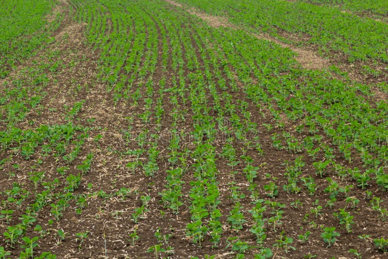 Fresh Green Soy Plants on the Field in Spring. Rows of Young Soybean ...