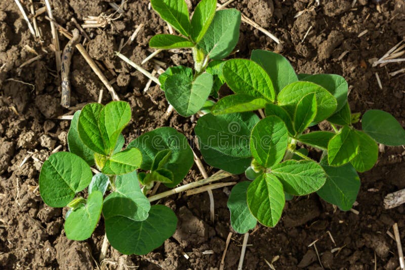 Fresh Green Soy Plants on the Field in Spring. Rows of Young Soybean ...