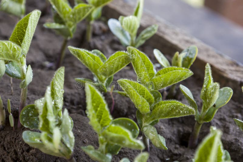 Fresh Green Soybean Plants with Roots Stock Photo - Image of health ...