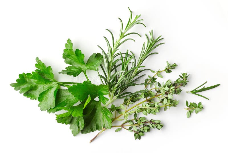 Green spices stock image. Image of healthy, white, stems - 35094131