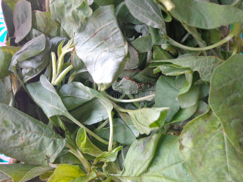 Fresh Green Spinach Ready for Processing Stock Image - Image of plant ...