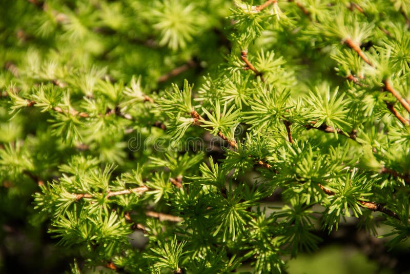 Fresh Green Sprig of the Larch Plant Stock Image - Image of ...