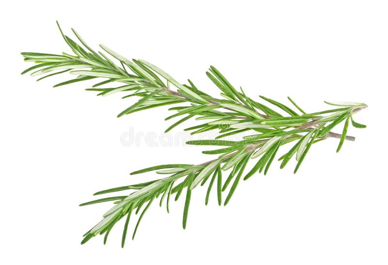 Fresh Green Sprig of Rosemary Isolated on White Background Stock Image ...