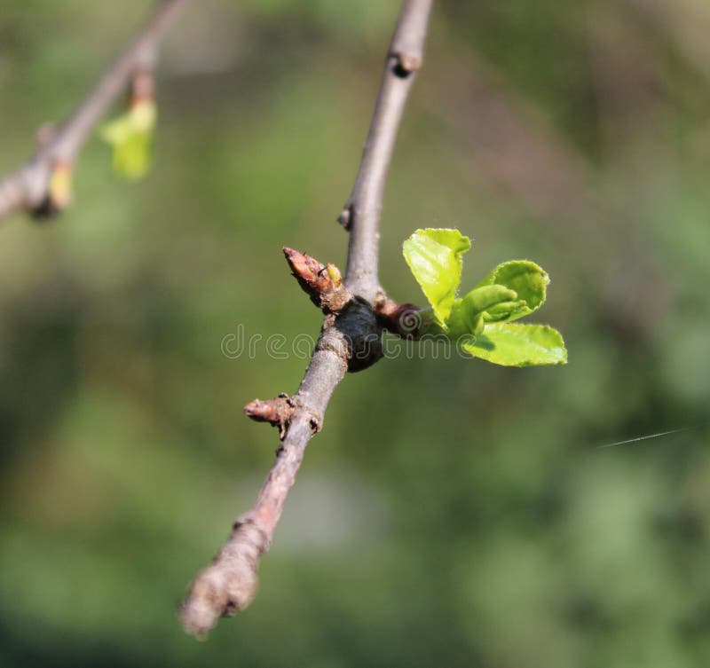 A sprig of fir-tree stock photo. Image of close, abstract - 21225754