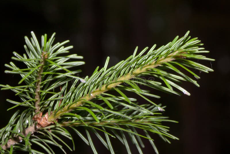 Green Sprig of Pine with Drops of Summer Rain Close Up. Stock Image ...