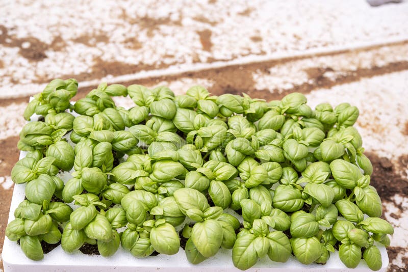 Fresh Green Spring Basil Seedlings To Transplant for the Vegetable ...