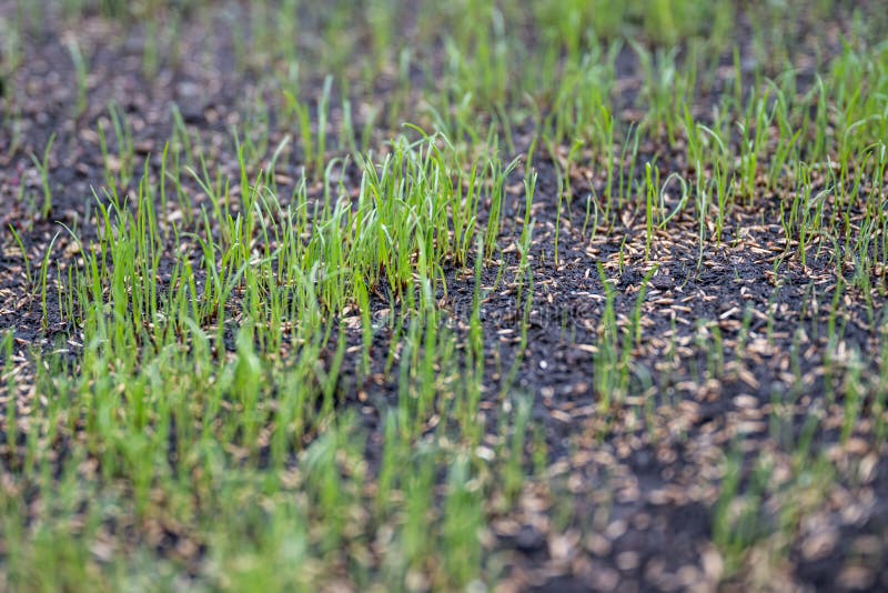 Fresh Green Spring Gras Closeup Lawn Grass Sprouting, Sowing Crops and ...