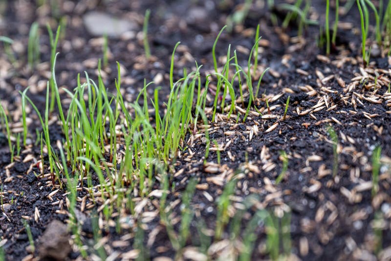 Fresh Green Spring Gras Closeup Lawn Grass Sprouting, Sowing Crops and ...