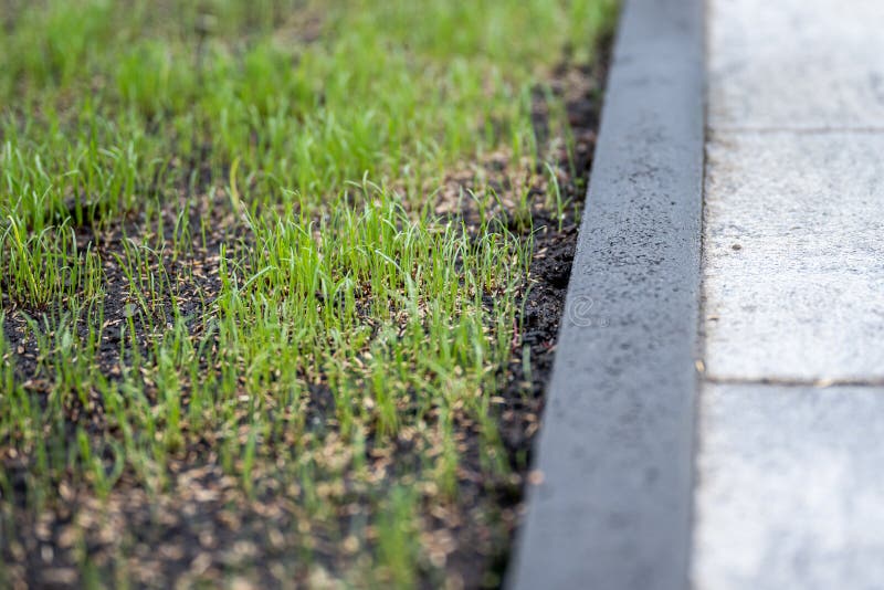 Fresh Green Spring Gras Closeup Lawn Grass Sprouting, Sowing Crops and ...