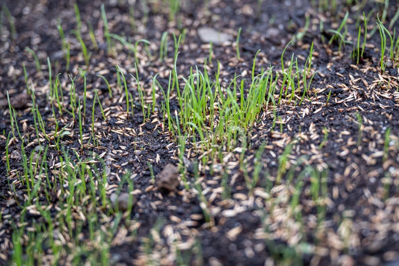 Fresh Green Spring Gras Closeup Lawn Grass Sprouting, Sowing Crops and ...