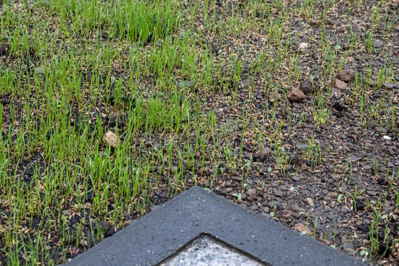Fresh Green Spring Gras Closeup Lawn Grass Sprouting, Sowing Crops and ...