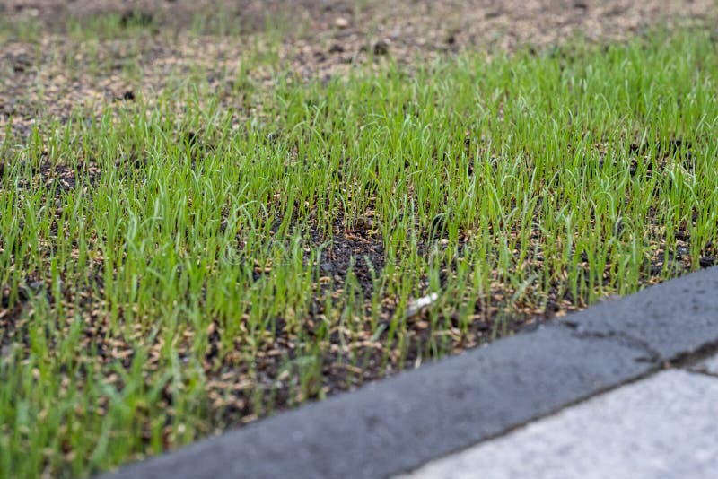 Fresh Green Spring Gras Closeup Lawn Grass Sprouting, Sowing Crops and ...