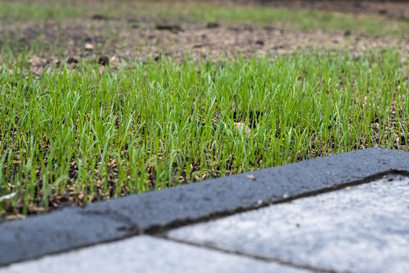 Fresh Green Spring Gras Closeup Lawn Grass Sprouting, Sowing Crops and ...