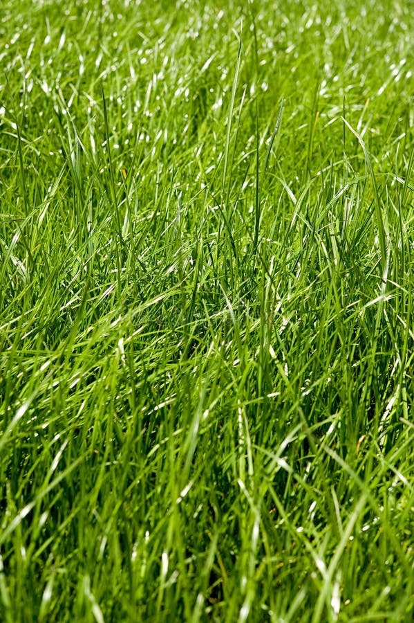 Fresh green spring grass stock image. Image of background - 27960369