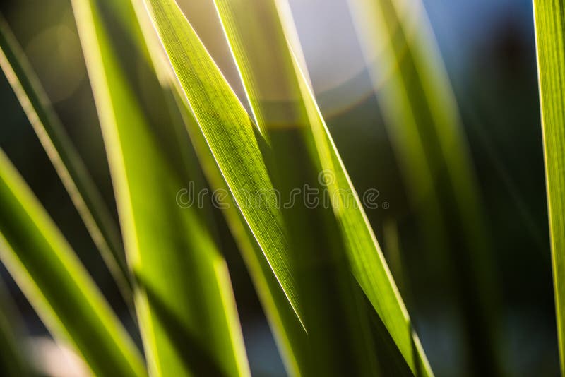 Fresh green spring grass stock photo. Image of front - 73648512