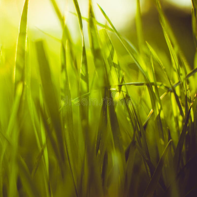 Fresh Green Spring Grass in Sunny Garden Stock Photo - Image of garden ...