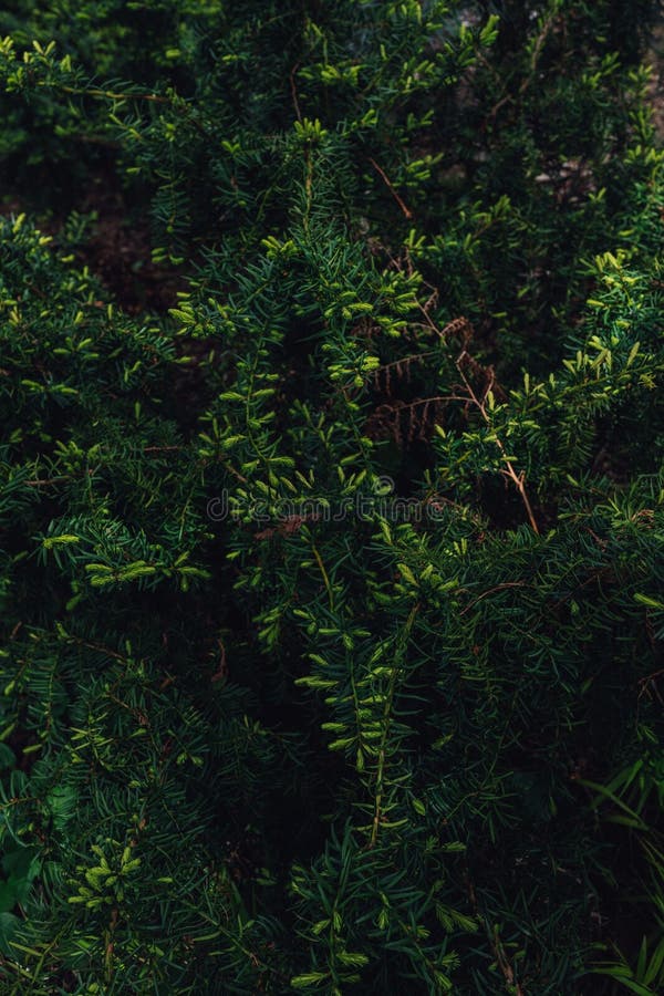 New Tips on Pacific Yew Tree Branches Stock Photo - Image of green ...