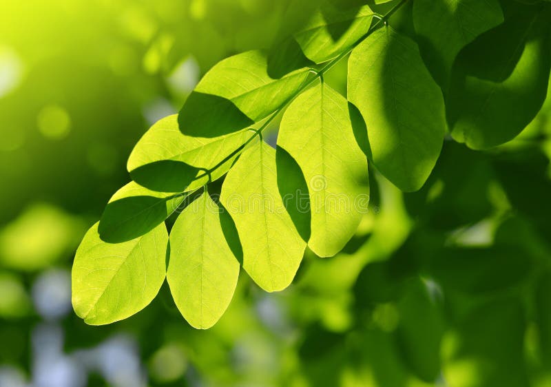 Fresh Green Spring Leaf of Acacia Stock Photo - Image of natural ...