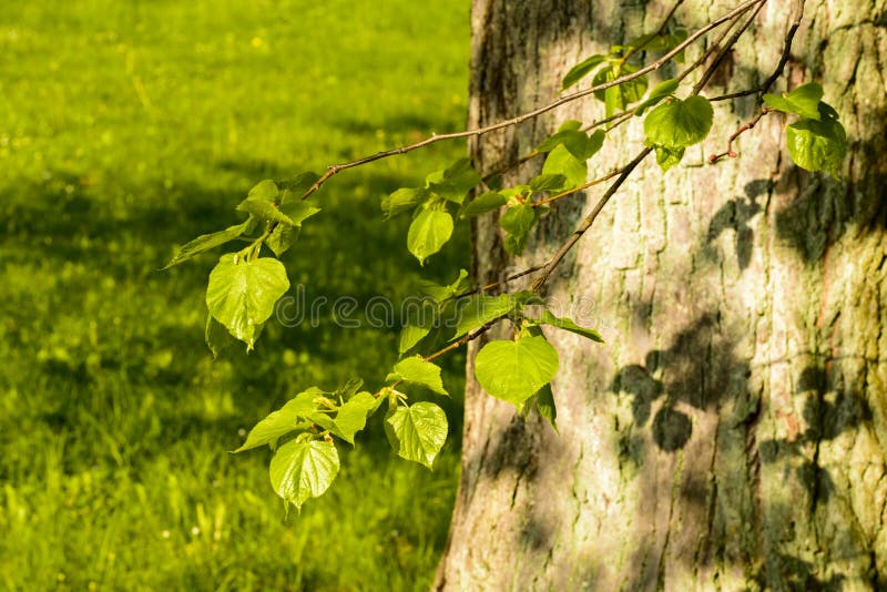 Fresh Green Spring Leaves on a Tree Stock Photo - Image of closeup ...