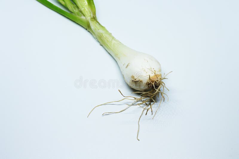 Fresh Green Spring Onion with Roots on an Isolated White Background ...