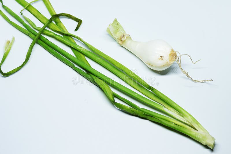 Fresh Green Spring Onion with Roots on an Isolated White Background ...