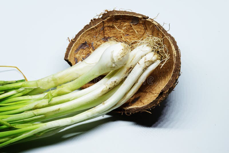 Fresh Green Spring Onion with Roots on an Isolated White Background ...