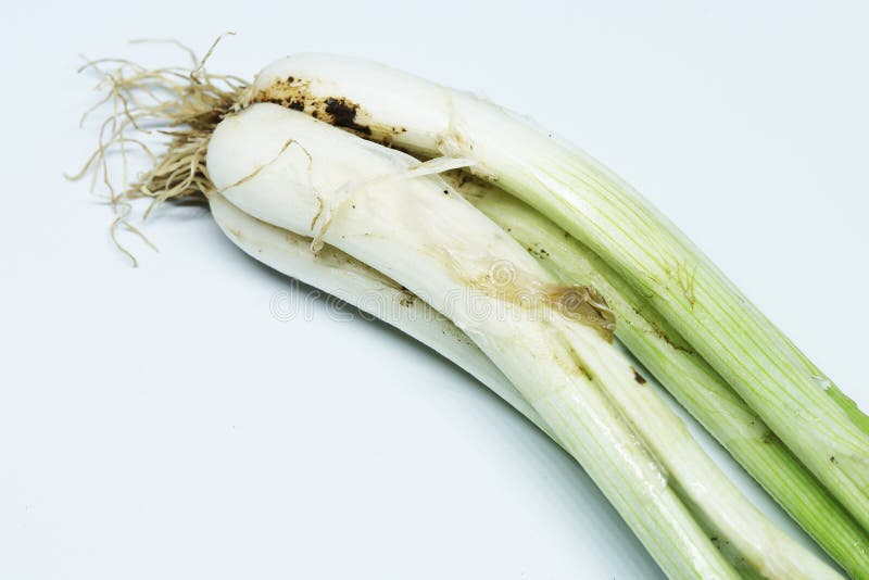 Fresh Green Spring Onion with Roots on an Isolated White Background ...