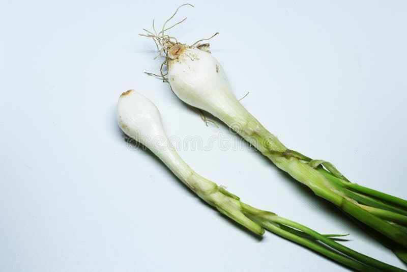Fresh Green Spring Onion With Roots On An Isolated White Background ...