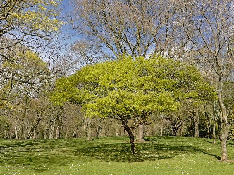 Fresh Green Spring Tree in Dublin Botanic Gardens in Spring Stock Image ...