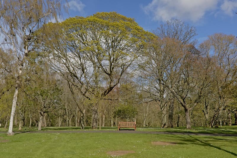 Fresh Green Spring Maple Tree in Dublin Botanic Gardens in Spring Stock ...
