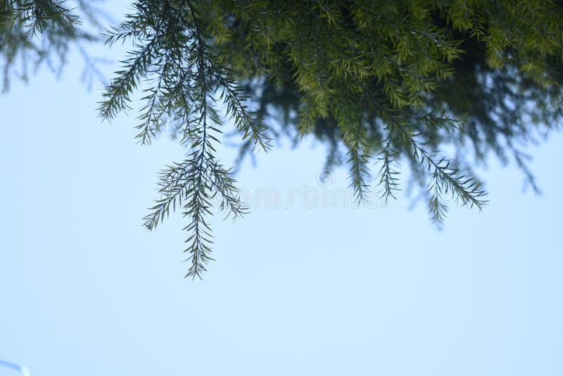Fresh Green Springer Fern in Focus with White Background Stock Image ...