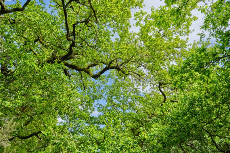 Oak trees woodland stock photo. Image of concept, ecology - 219302676
