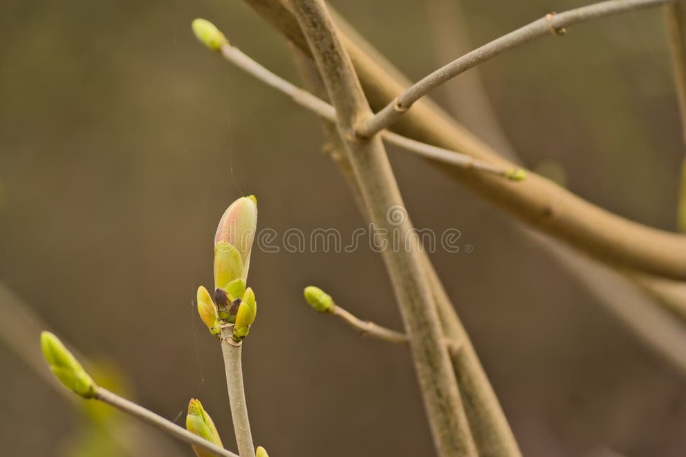 Fresh Green Sprouting Leaf Buds in Spring Stock Image - Image of twigs ...