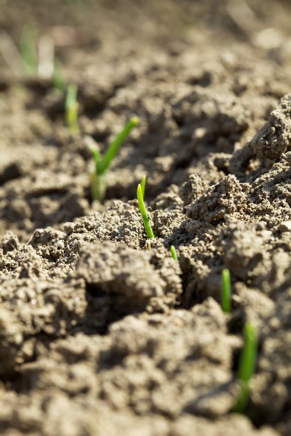 Fresh Green Sprouts Emerging from the Ground Stock Image - Image of ...