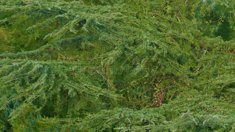 Fresh Green Spruce Branches in Their Natural Habitat. Pine Tree, Sways ...