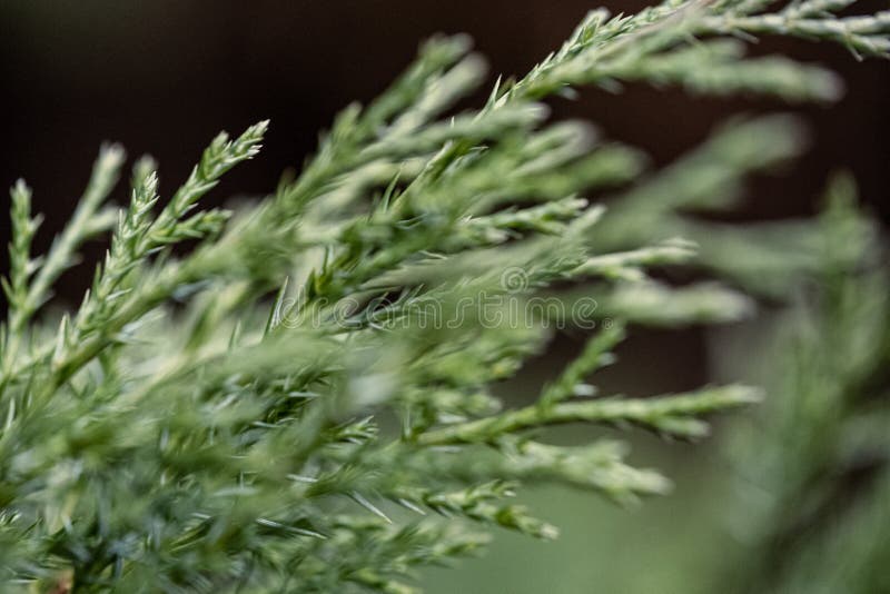 Fresh Green Spruce Tree Leaves in Forest Stock Image - Image of conifer ...