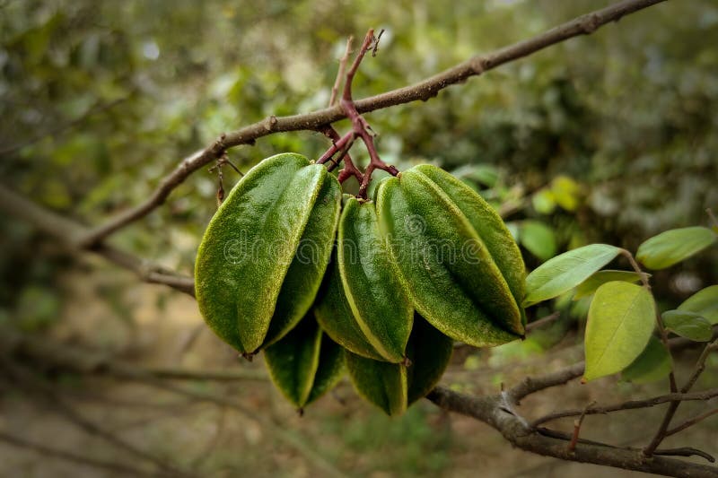 Fresh Green Star Fruit in Orchard Vibrant Tropical Harvest Stock Photo ...