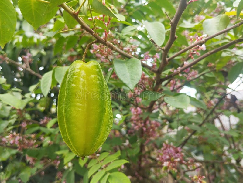 Fresh Green Star Fruit on the Tree. Tropical Fruit, Organic Farm Plant ...