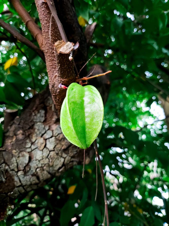 Fresh Green Starfruit Hanging from the Tree Stock Photo - Image of ...