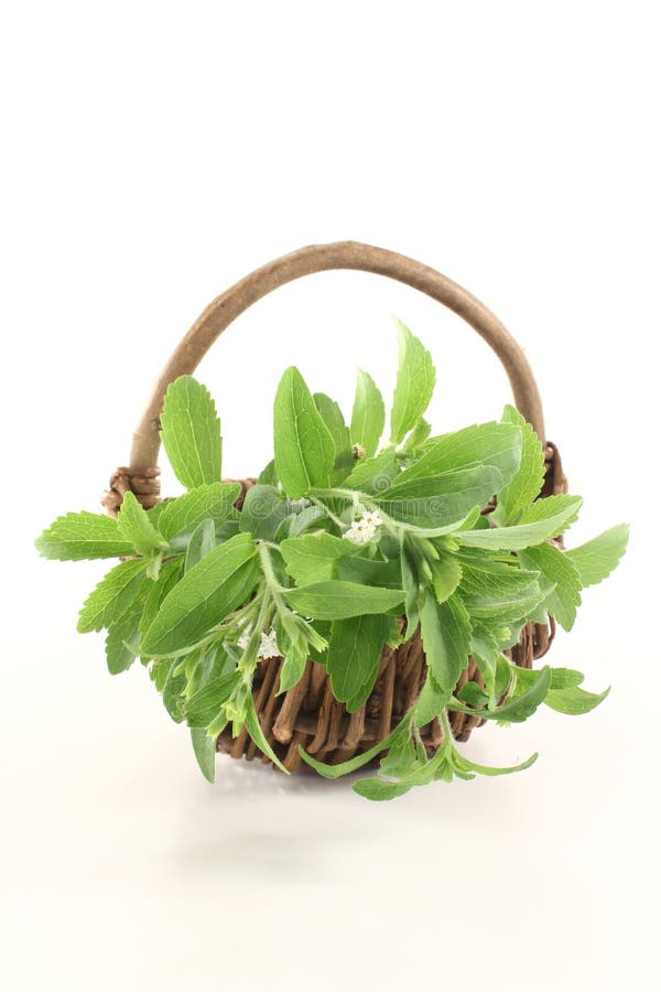 Fresh green Stevia stock photo. Image of dietary, diabetes - 25675572