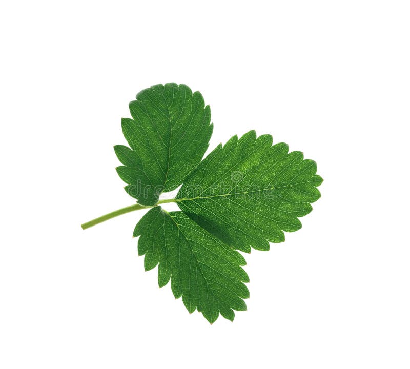 Fresh Green Strawberry Foliage Isolated Stock Image - Image of beauty ...