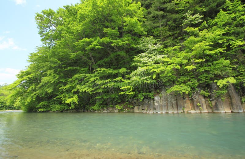 Fresh green and stream stock image. Image of wood, beautiful - 23803565