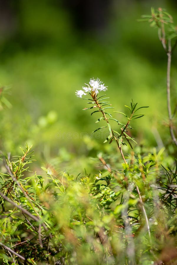 Fresh Green Summer Forest Foliage with Tree Trunks Stock Photo - Image ...